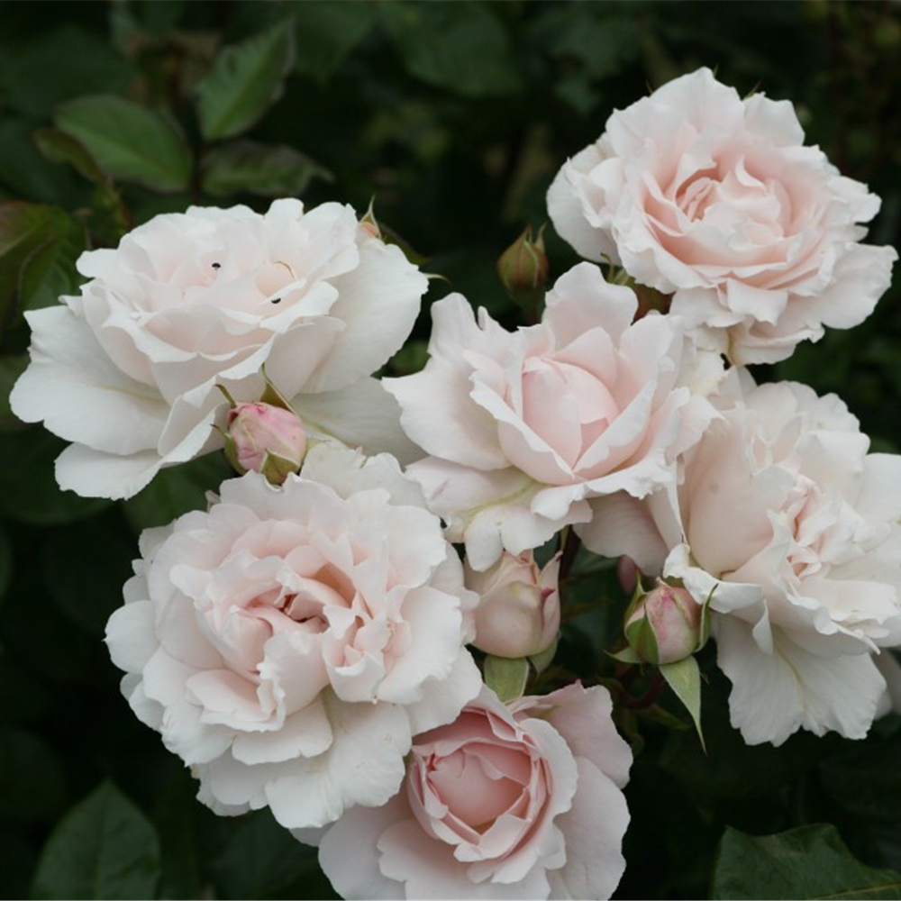 PRETTY PARFUMA (floribunda) | Garden Roses | Pococks Roses | The ...