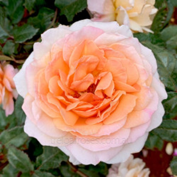 SPICY PARFUMA (hybrid tea) | Garden Roses | Pococks Roses | The Cornish ...