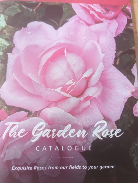 ROSE CATALOGUE (2023/24) | Garden Roses | Pococks Roses | The Cornish ...