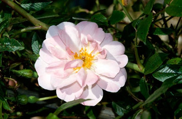 OPEN ARMS (rambler) | Garden Roses | Pococks Roses | The Cornish Rose ...