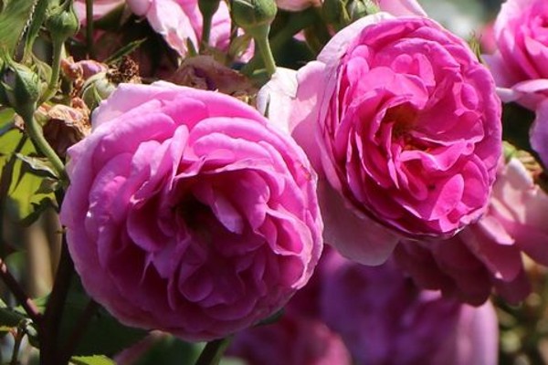 | Garden Roses | Pococks Roses | The Cornish Rose Company
