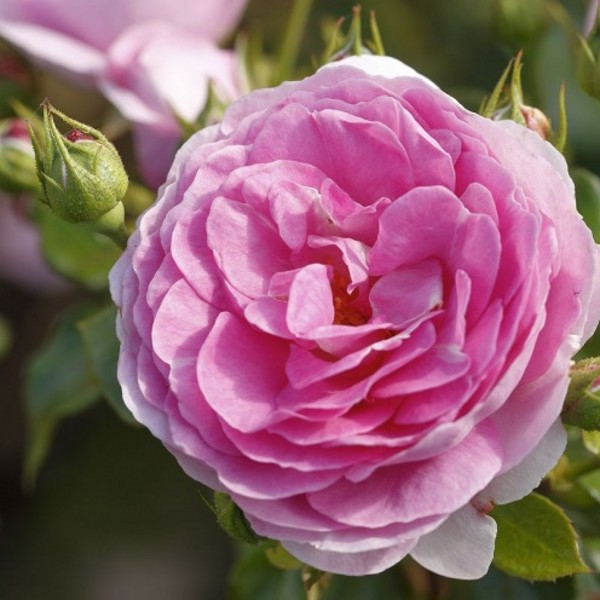 OZEANA (climber) | Garden Roses | Pococks Roses | The Cornish Rose Company