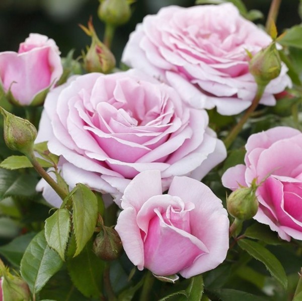 HOPES AND DREAMS (hybrid tea) | Garden Roses | Pococks Roses | The ...