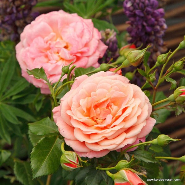 PEACH MELBA (climber) | Garden Roses | Pococks Roses | The Cornish Rose ...