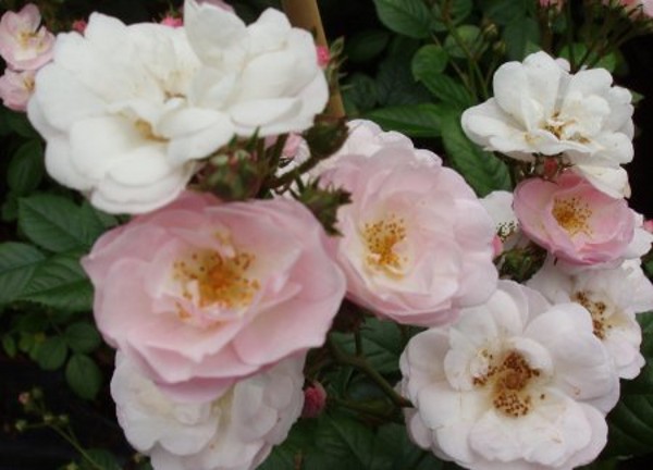 PERENNIAL BLUSH (rambler) | Garden Roses | Pococks Roses | The Cornish ...