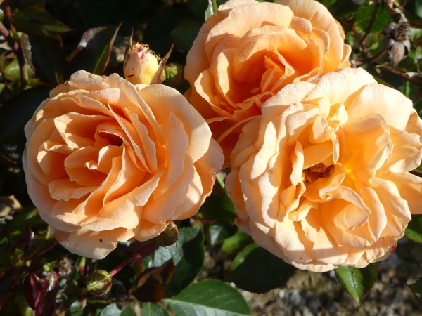 PERFECT PET (floribunda) | Garden Roses | Pococks Roses | The Cornish ...