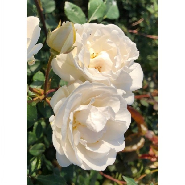 PERFUME DREAMS (climber) | Garden Roses | Pococks Roses | The Cornish ...