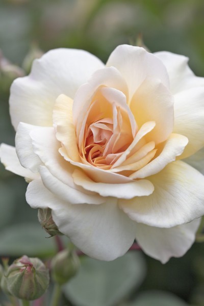 PERLE D'OR (Historic) (China) | Garden Roses | Pococks Roses | The ...