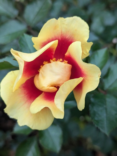 | Garden Roses | Pococks Roses | The Cornish Rose Company