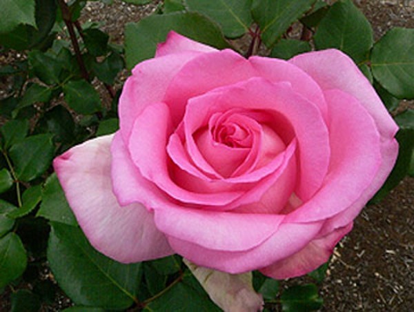 PINK PERFECTION (hybrid tea) | Garden Roses | Pococks Roses | The ...