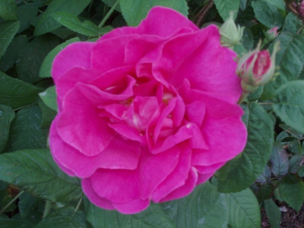 PORTLAND ROSE (Historic) (Portland) | Garden Roses | Pococks Roses ...