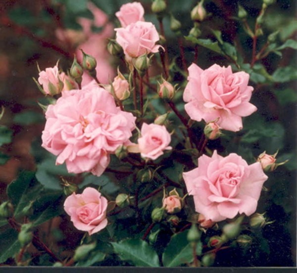 PRETTY IN PINK (Ground cover) | Garden Roses | Pococks Roses | The ...