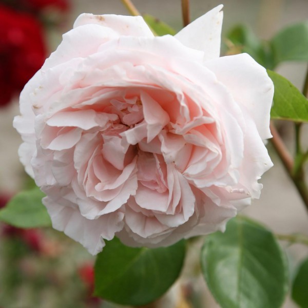 PRETTY PARFUMA (floribunda) | Garden Roses | Pococks Roses | The ...