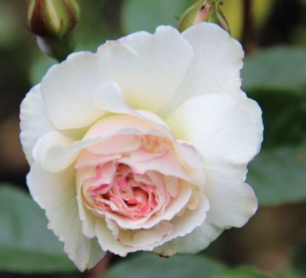 PROSPERITY (Historic) (Hybrid Musk) | Garden Roses | Pococks Roses ...