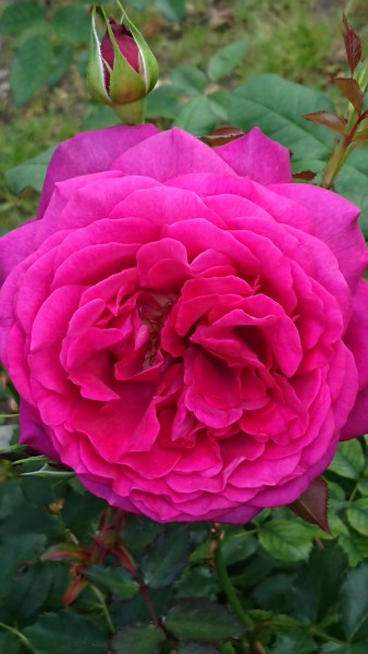 PURE POETRY (hybrid tea) | Garden Roses | Pococks Roses | The Cornish ...
