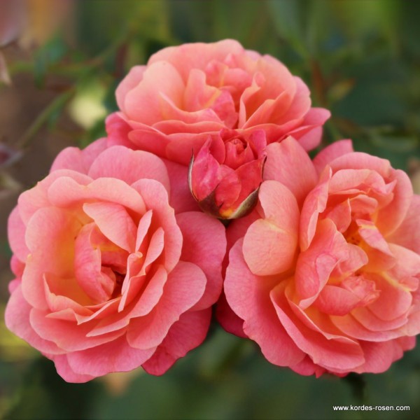 PEACH MELBA (climber) | Garden Roses | Pococks Roses | The Cornish Rose ...