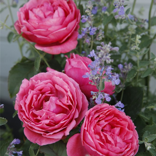 FRUITY PARFUMA (floribunda) | Garden Roses | Pococks Roses | The ...