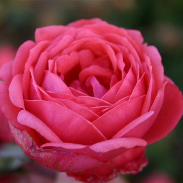 FRUITY PARFUMA (floribunda) | Garden Roses | Pococks Roses | The ...