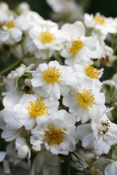 RAMBLING RECTOR (rambler) | Garden Roses | Pococks Roses | The Cornish ...