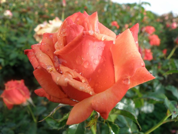 REMEMBER ME (hybrid tea) | Garden Roses | Pococks Roses | The Cornish ...