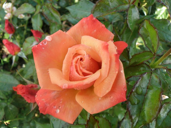REMEMBER ME (hybrid tea) | Garden Roses | Pococks Roses | The Cornish ...