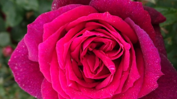 ROYAL PARFUMA (hybrid tea) | Garden Roses | Pococks Roses | The Cornish ...