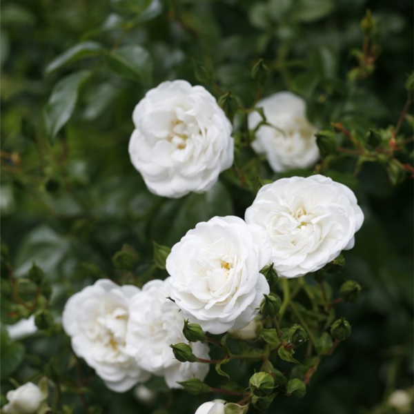 SANDERS WHITE (rambler) | Garden Roses | Pococks Roses | The Cornish ...