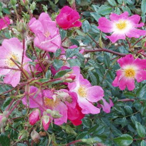 SCENTED CARPET (Ground cover) | Garden Roses | Pococks Roses | The ...