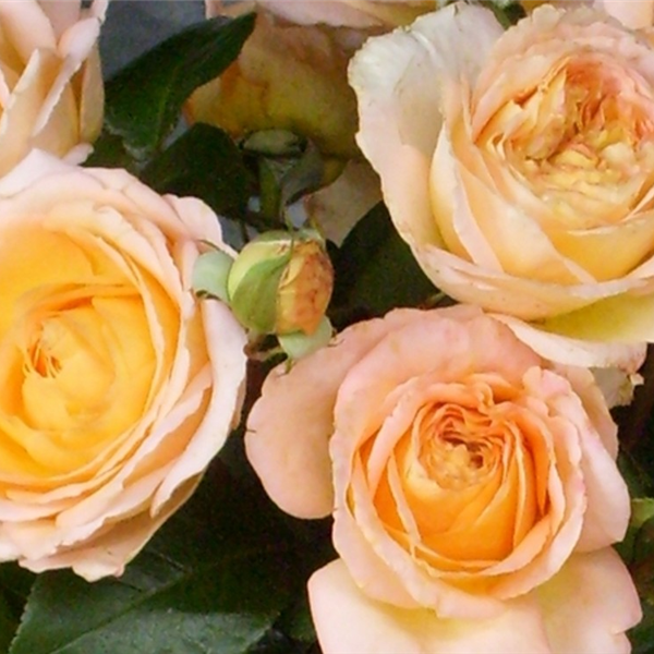 SCENTED MEMORY (hybrid tea) | Garden Roses | Pococks Roses | The ...