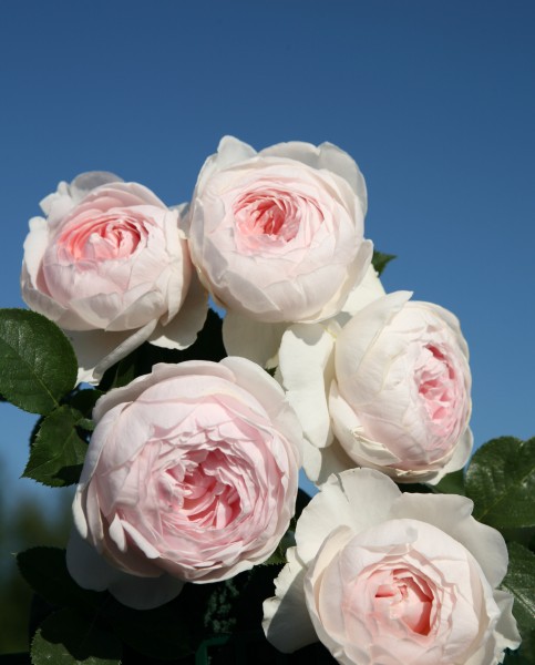 SECRET PARFUMA (floribunda) | Garden Roses | Pococks Roses | The ...