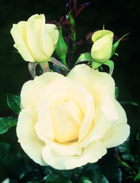 SILVER ANNIVERSARY (hybrid tea) | Garden Roses | Pococks Roses | The ...