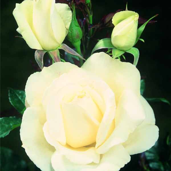 | Garden Roses | Pococks Roses | The Cornish Rose Company