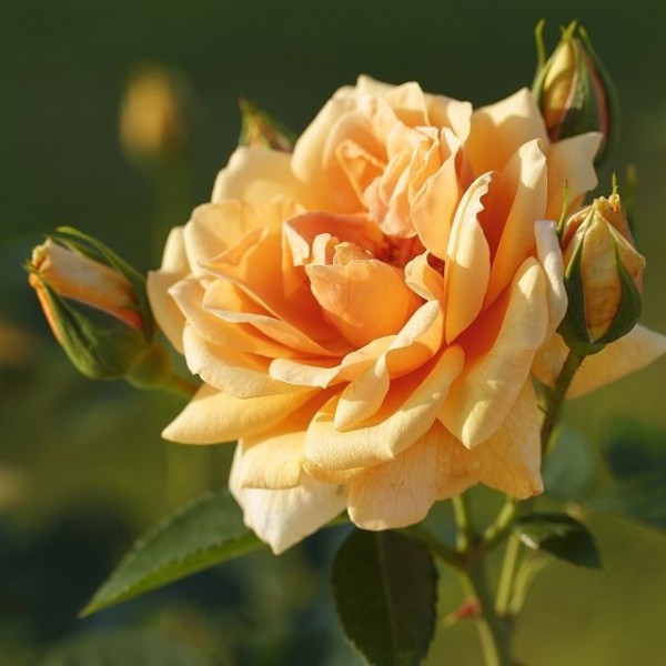 SKYLINE (climber) | Garden Roses | Pococks Roses | The Cornish Rose Company