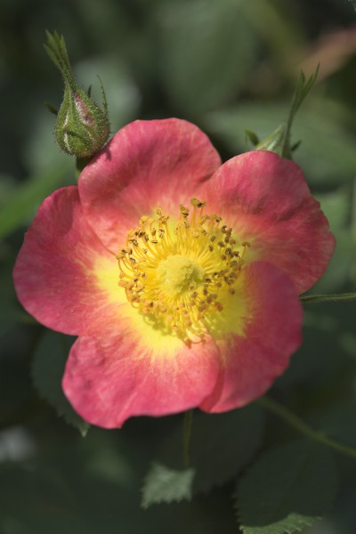 SUMMER WINE (climber) | Garden Roses | Pococks Roses | The Cornish Rose ...