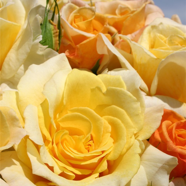 SUNNY SKY (hybrid tea) | Garden Roses | Pococks Roses | The Cornish ...
