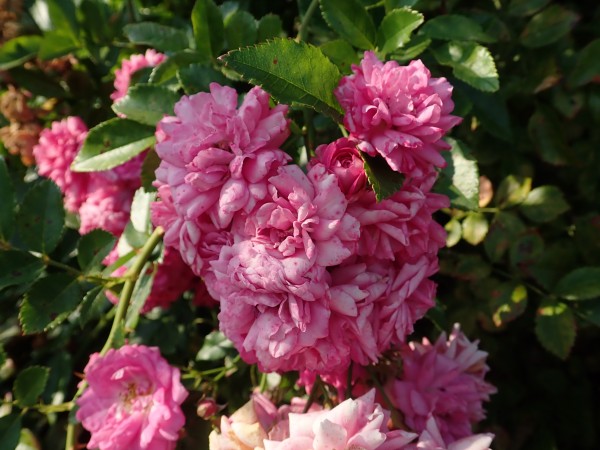 SUPER DOROTHY (rambler) | Garden Roses | Pococks Roses | The Cornish ...