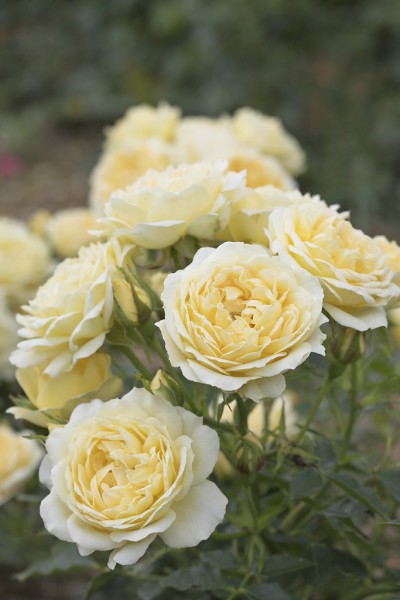 | Garden Roses | Pococks Roses | The Cornish Rose Company