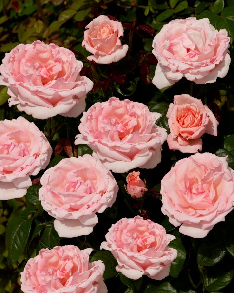 | Garden Roses | Pococks Roses | The Cornish Rose Company