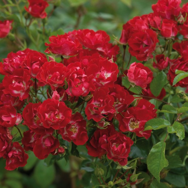 RAMBLING ROSIE (rambler) | Garden Roses | Pococks Roses | The Cornish ...