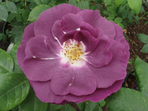 | Garden Roses | Pococks Roses | The Cornish Rose Company