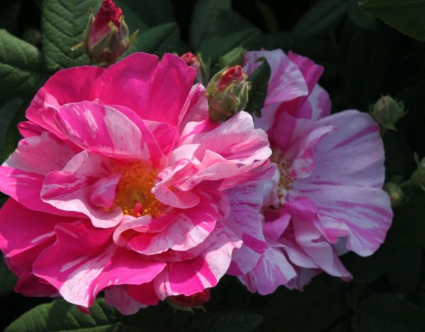 | Garden Roses | Pococks Roses | The Cornish Rose Company