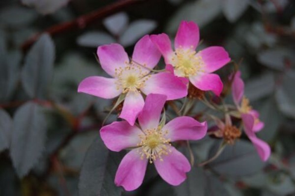 ROSA GLAUCA (Historic) (Species) | Garden Roses | Pococks Roses | The ...