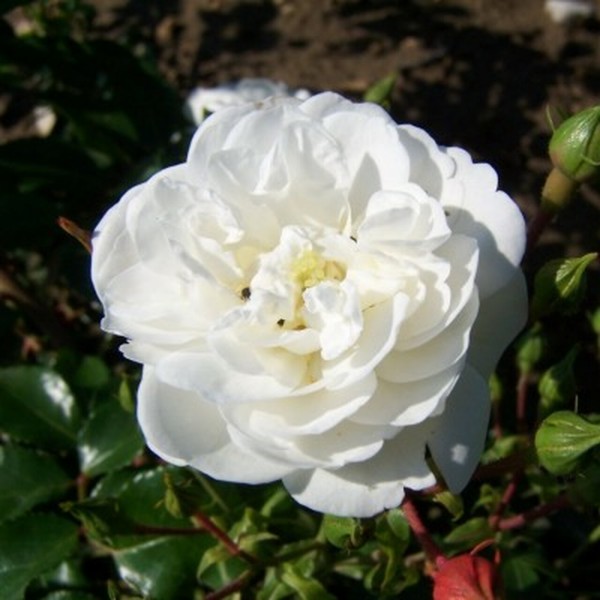 SANDERS WHITE (rambler) | Garden Roses | Pococks Roses | The Cornish ...