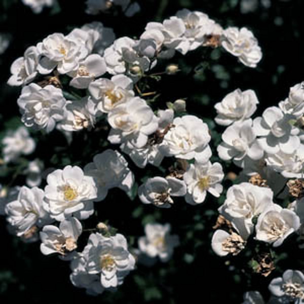 SANDERS WHITE (rambler) | Garden Roses | Pococks Roses | The Cornish ...
