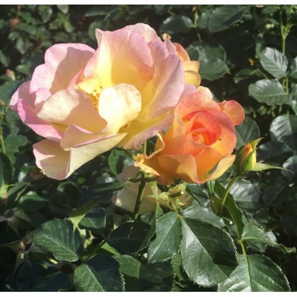 SCENTED GARDEN (shrub) | Garden Roses | Pococks Roses | The Cornish ...