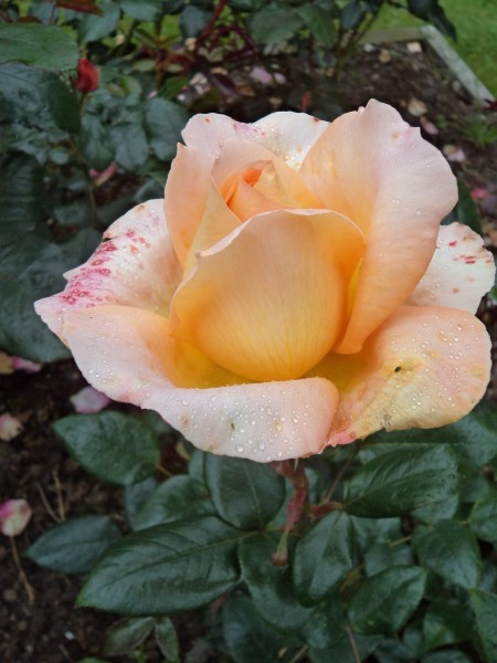 SCENTED MEMORY (hybrid tea) | Garden Roses | Pococks Roses | The ...