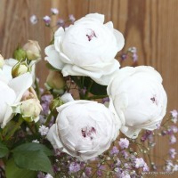 SECRET PARFUMA (floribunda) | Garden Roses | Pococks Roses | The ...