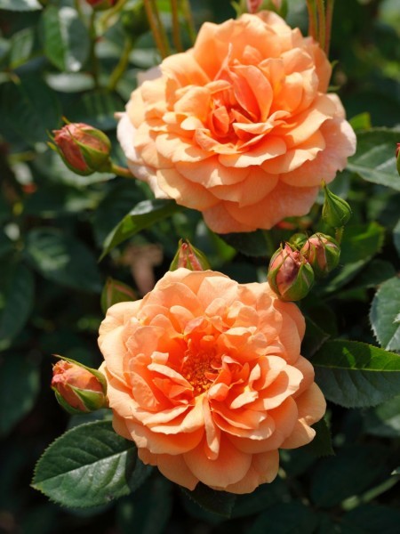 SKYLINE (climber) | Garden Roses | Pococks Roses | The Cornish Rose Company
