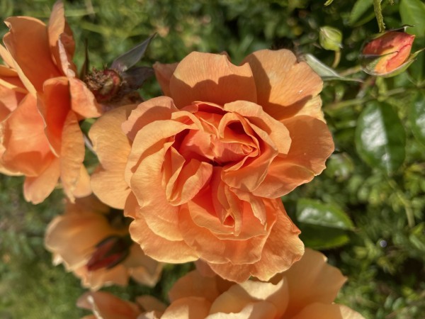 SKYLINE (climber) | Garden Roses | Pococks Roses | The Cornish Rose Company