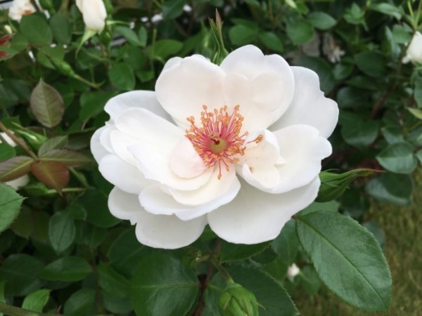 STARLIGHT SYMPHONY (climber) | Garden Roses | Pococks Roses | The ...